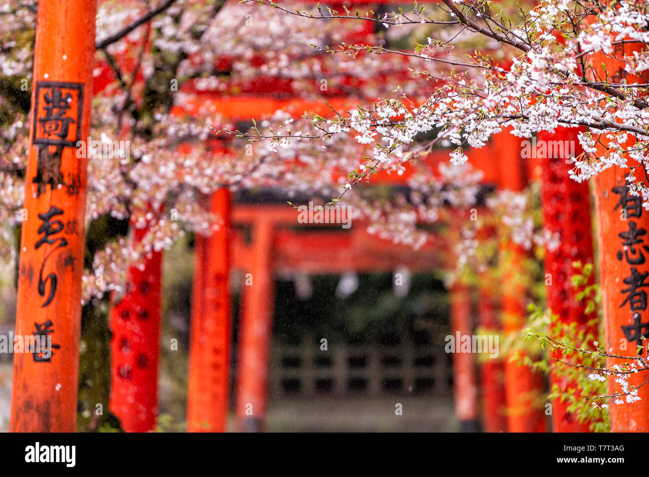 Japanese Orange Blossom Tree