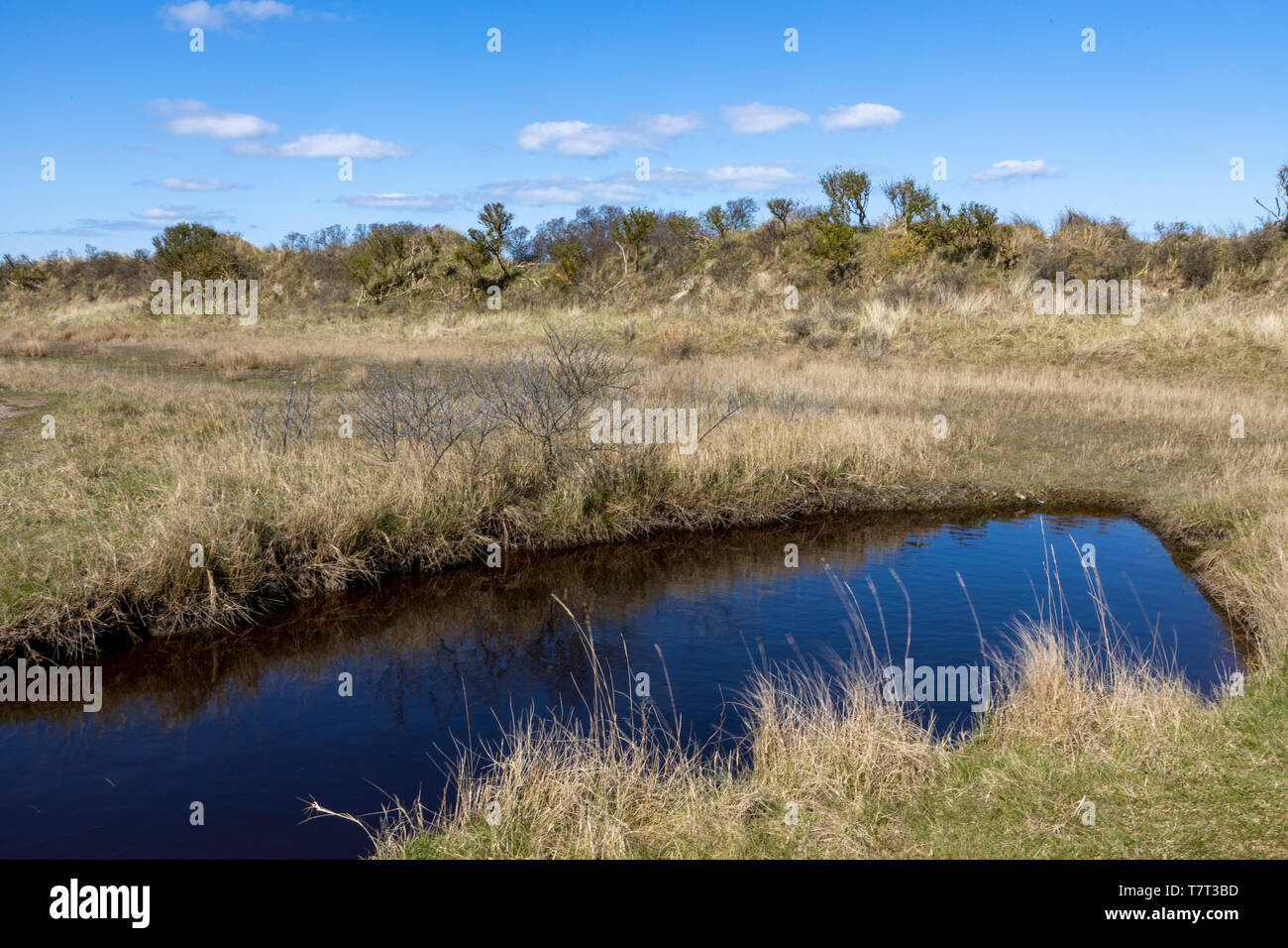 North Sea island of Juist, East Frisia, marsh landscape at the eastern ...