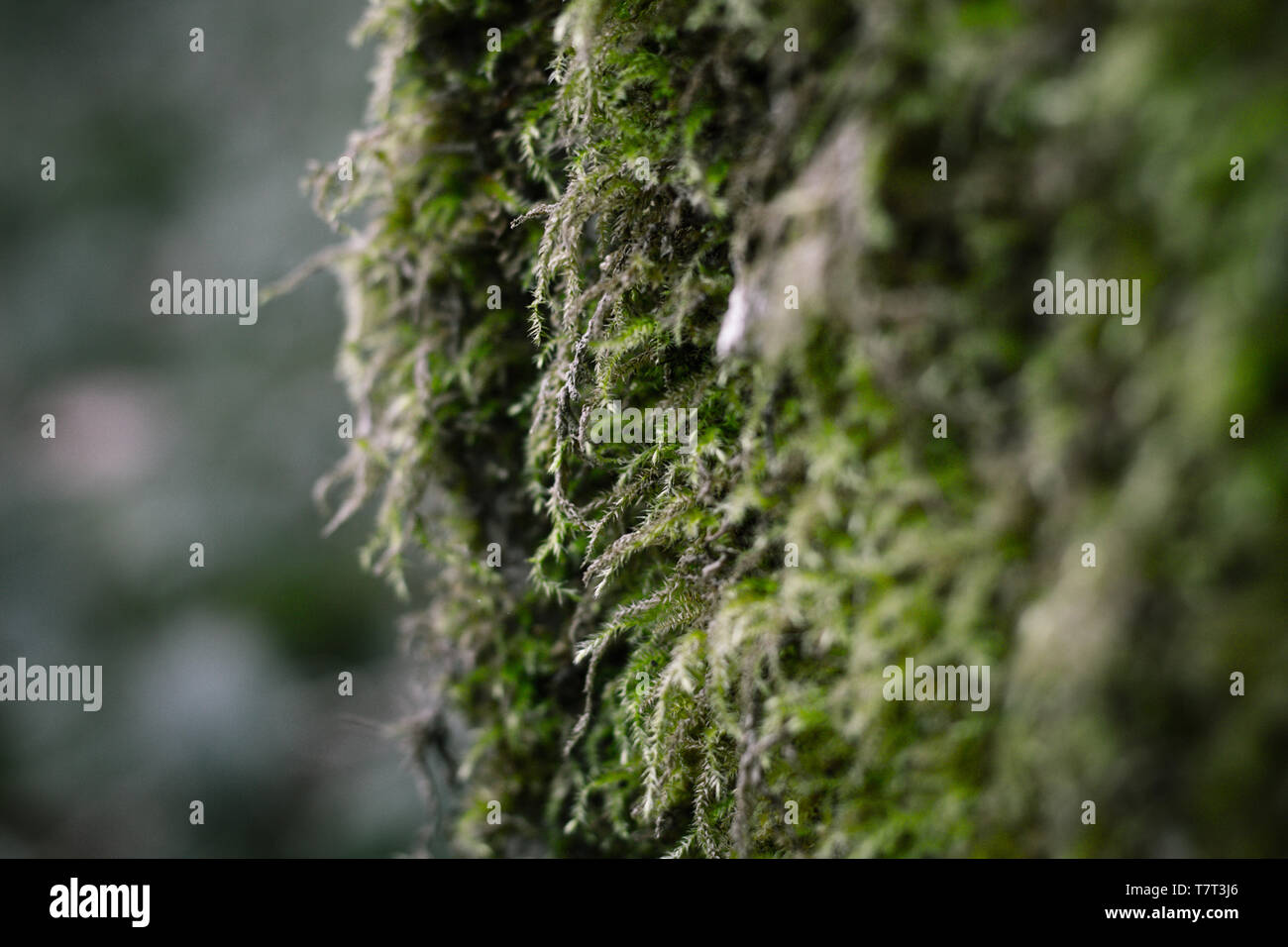 Moss backgrounds hi-res stock photography and images - Alamy
