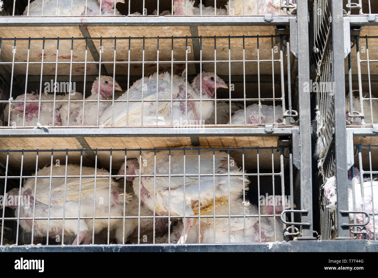 Sick and sad live turkeys transported to slaughterhouse in truck for ...