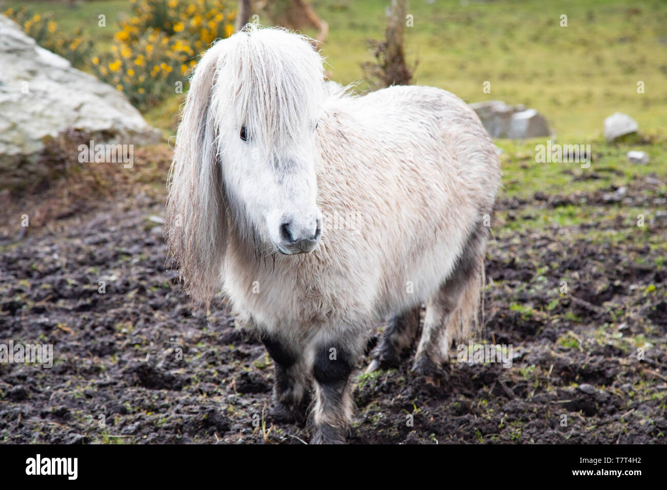 miniature horse in Country Donegal, Ireland Stock Photo - Alamy