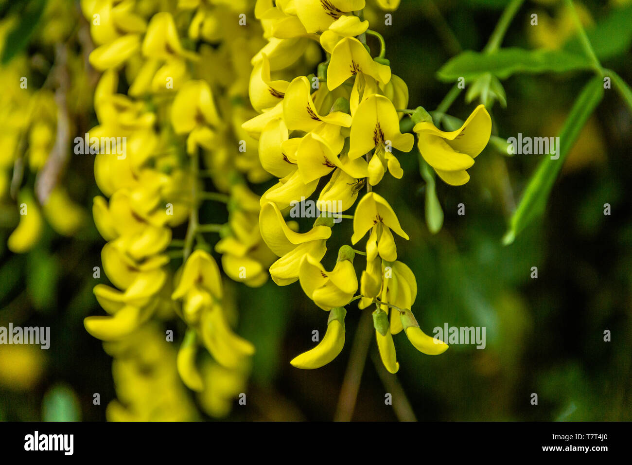 Laburnum Plants High Resolution Stock Photography and Images - Alamy