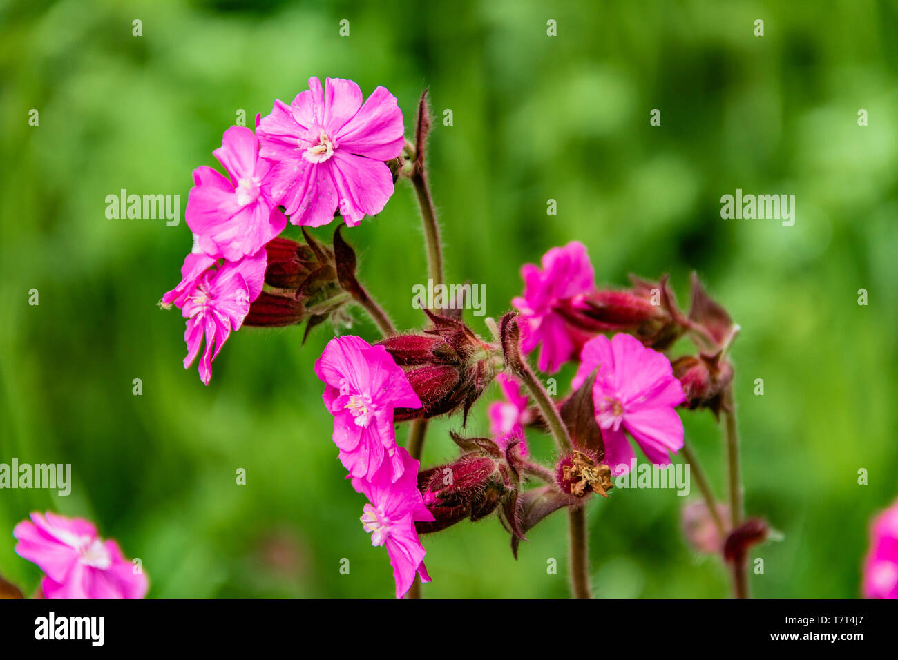 Flowering red campion silene dioica hi-res stock photography and images ...