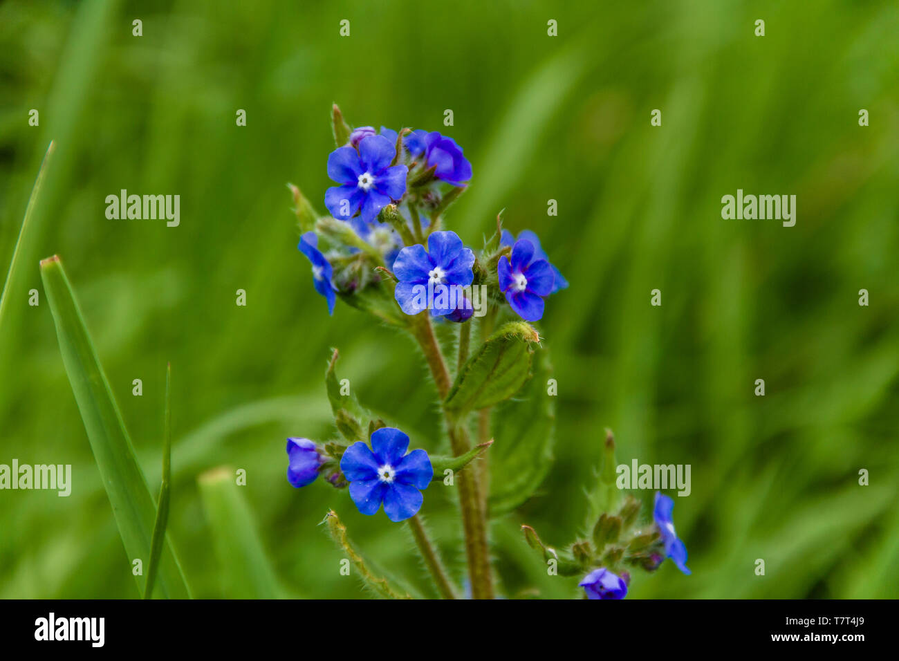 Green alkanet hi-res stock photography and images - Alamy