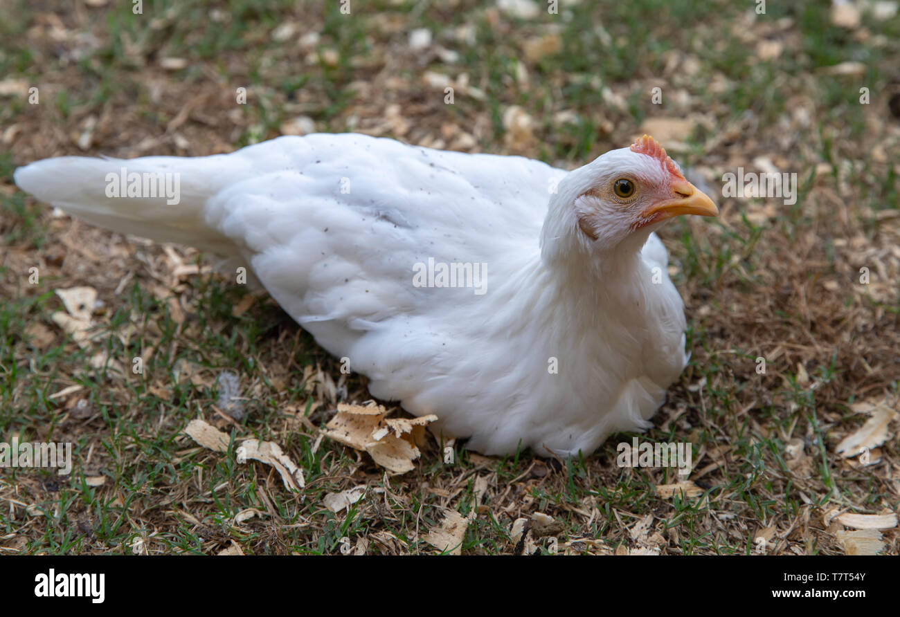 Young small white pet chicken resting on ground Stock Photo - Alamy