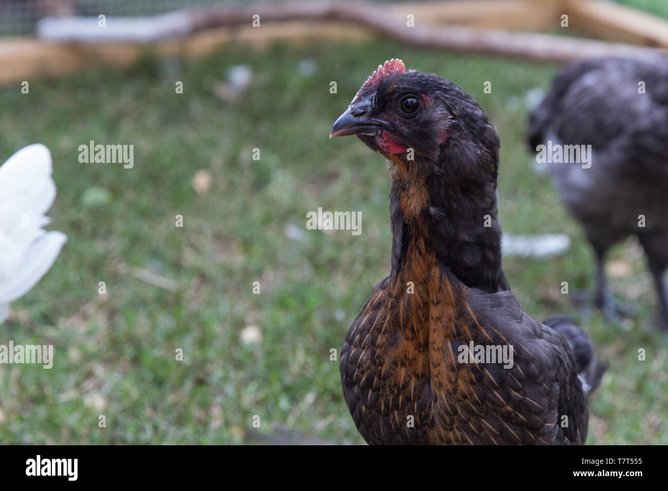 Young pet chicken alert in backyard chicken run Stock Photo - Alamy
