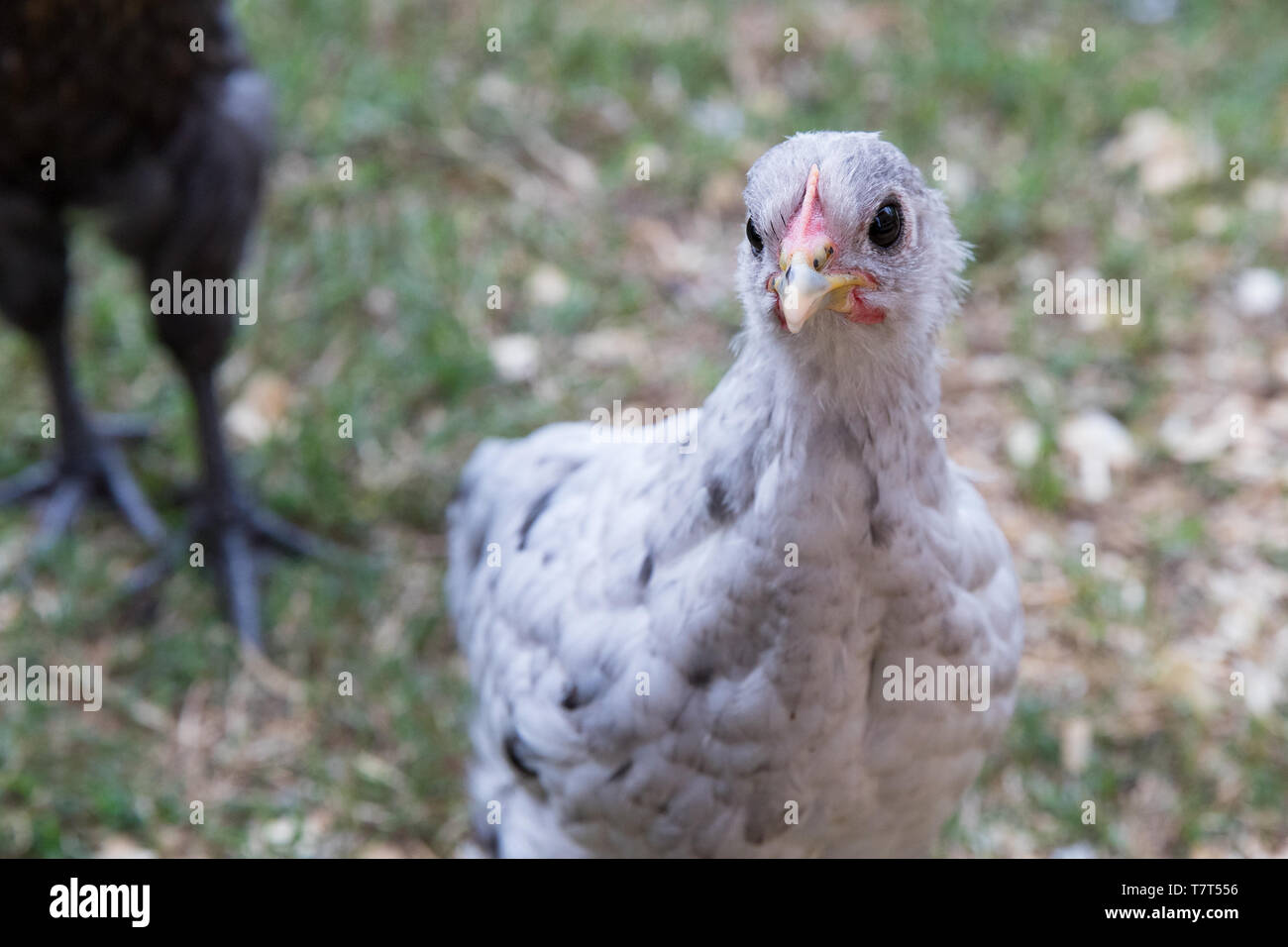 Alert spotted young chicken in backyard Stock Photo - Alamy