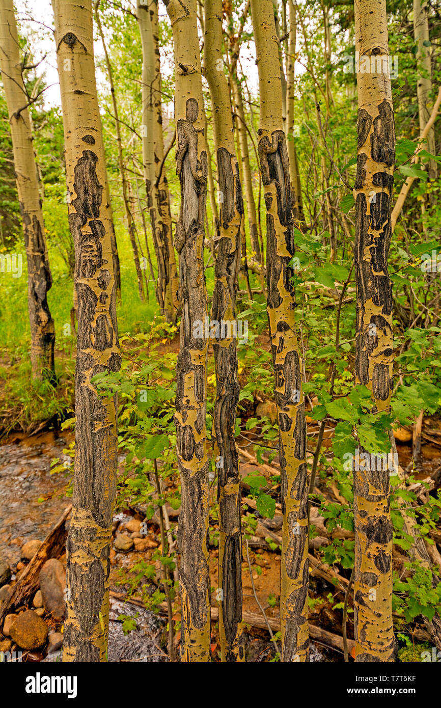 Unique tree patterns hi-res stock photography and images - Alamy