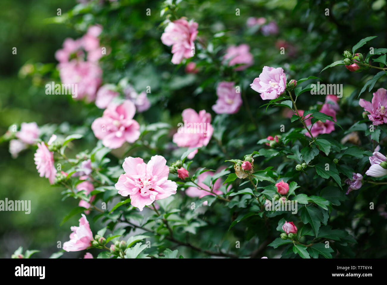 Oink color hi-res stock photography and images - Alamy