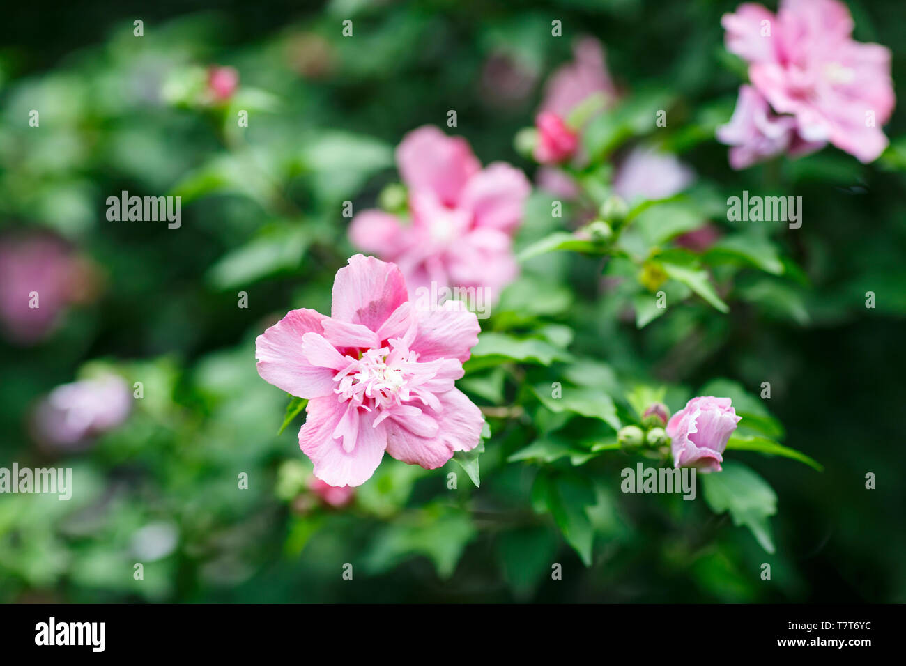 Oink color hi-res stock photography and images - Alamy