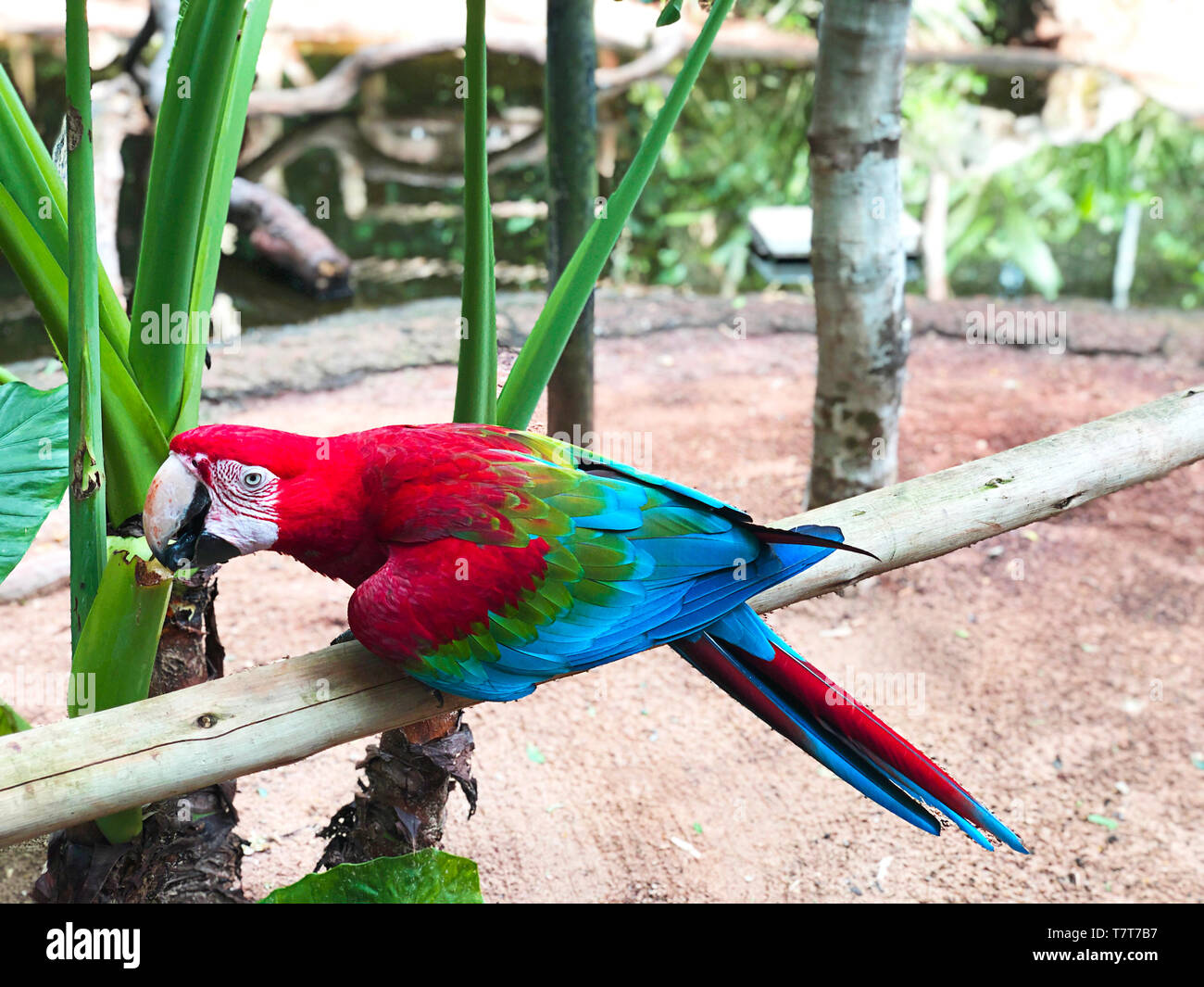 Colorful parrot macaw. Scarlet Macaw Stock Photo - Alamy
