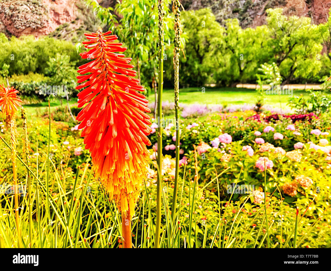 Tropical coral flower blooming on foliage and grass nature background ...