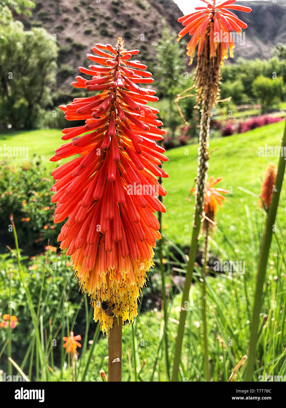 Tropical coral flower blooming on foliage and grass nature background ...