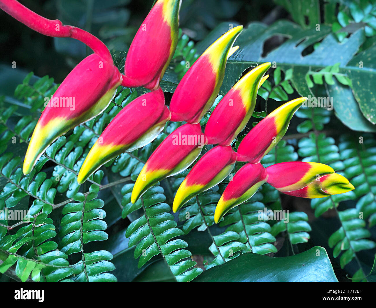 Tropical colorful flower blooming on foliage nature background Stock ...