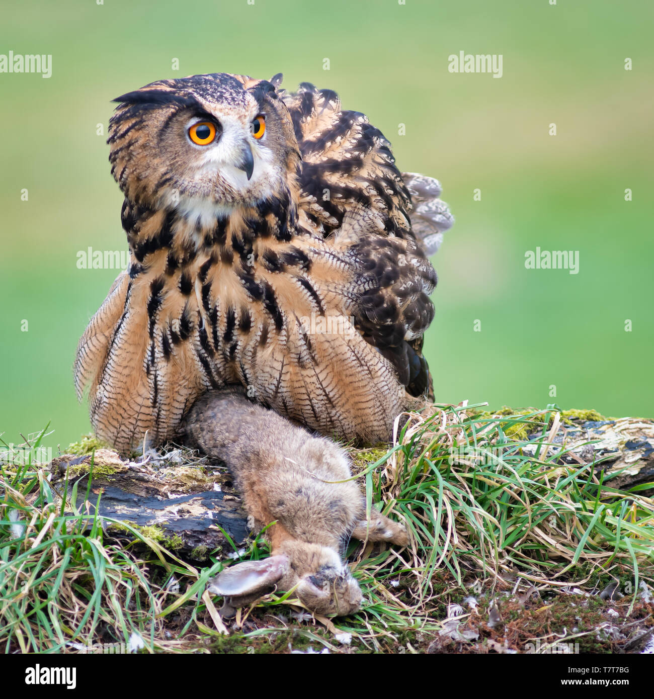 Eurasian eagle owl and rabbit hi-res stock photography and images - Alamy