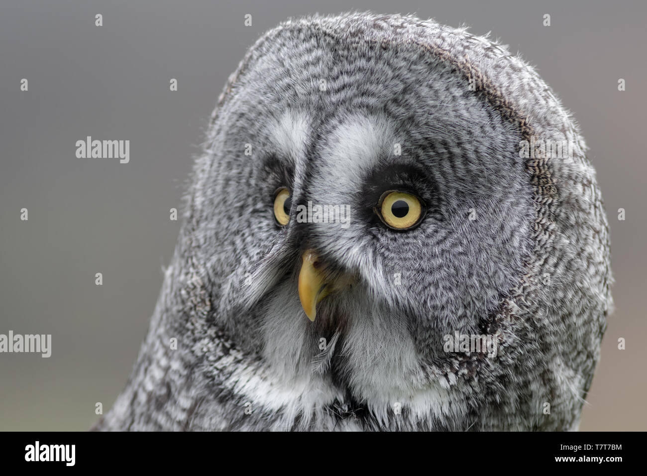 Owl up close hi-res stock photography and images - Alamy