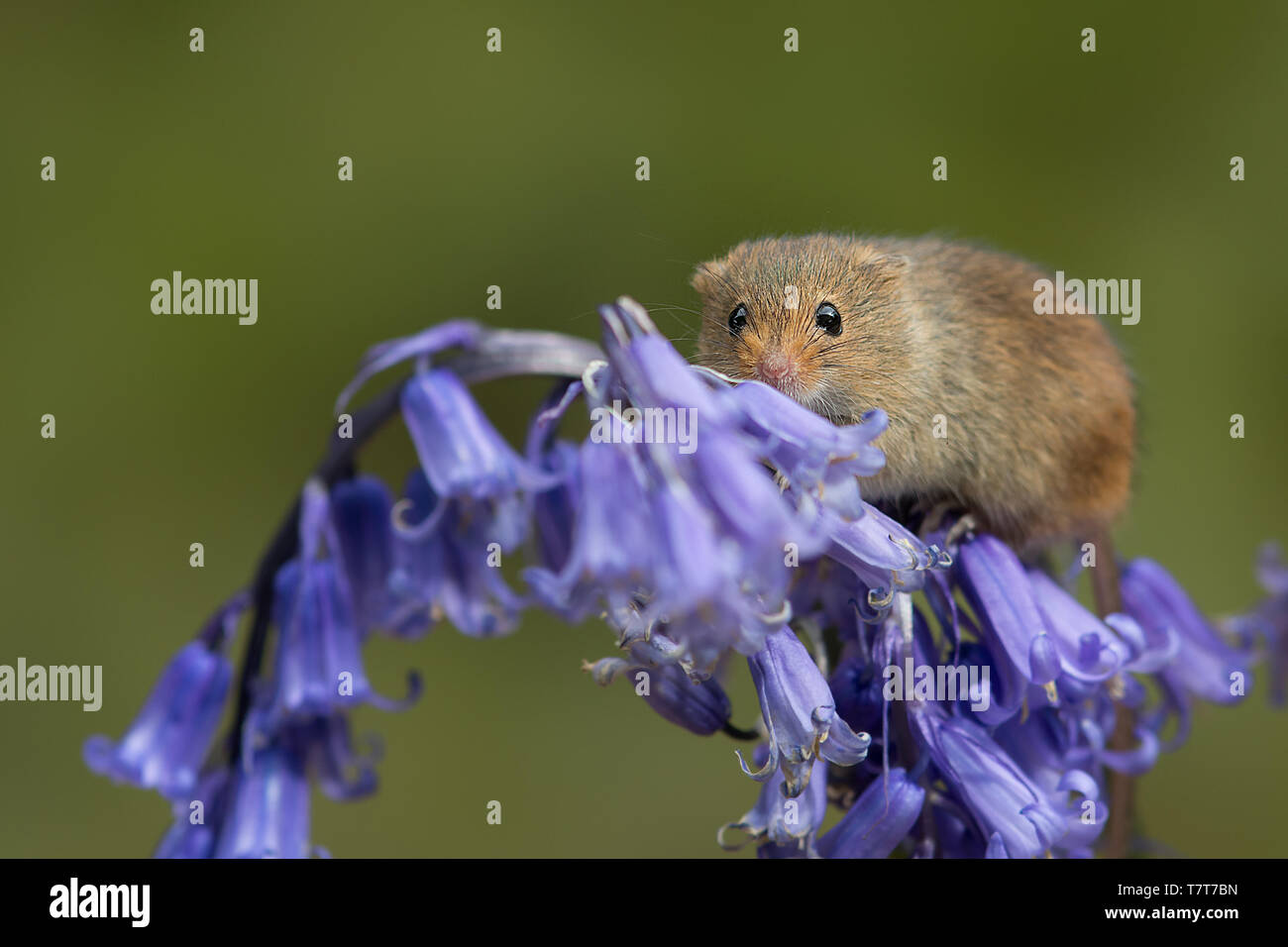 A small harvest mouse sitting on the top of a bluebell flower head ...