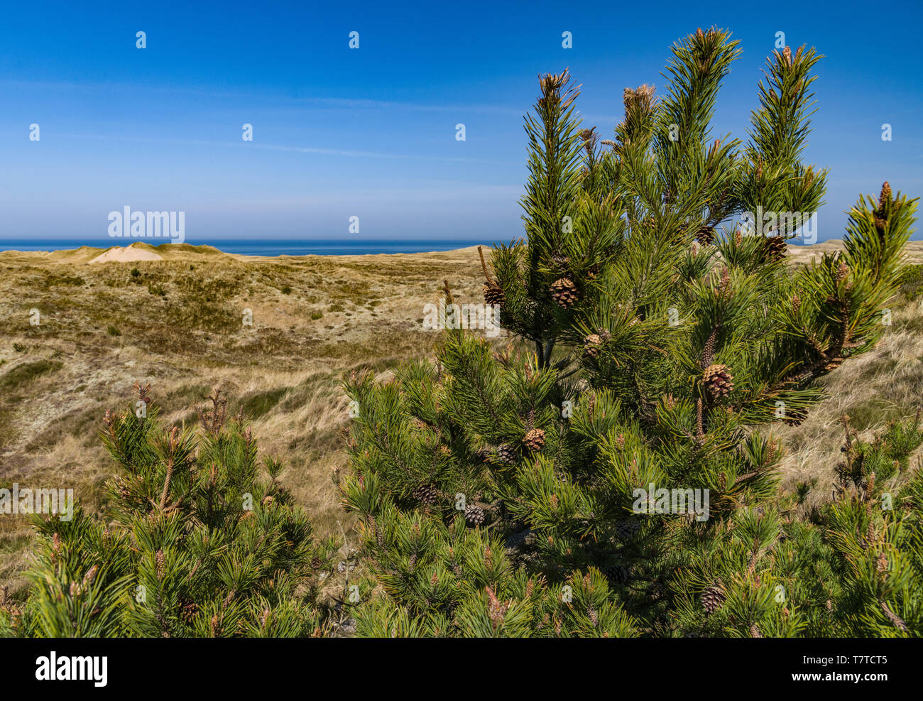 Agger, Denmark. 23rd Apr, 2019. View over the dunes in the national ...