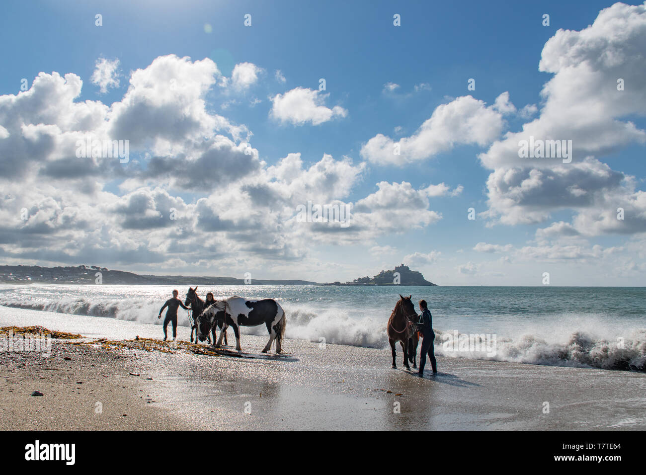 Donkey team hi-res stock photography and images - Alamy