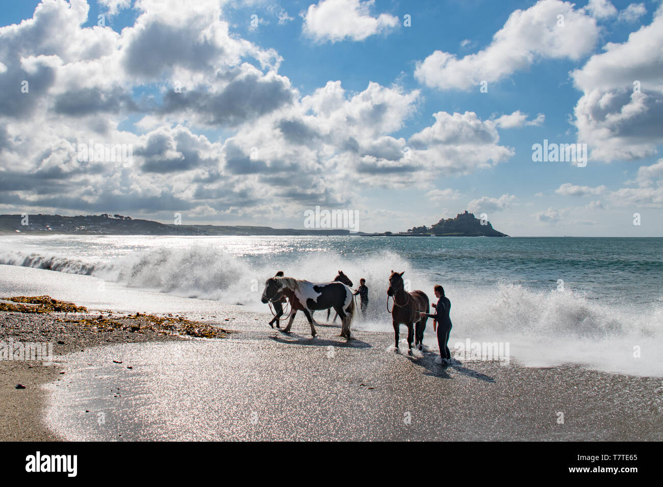 Donkey team hi-res stock photography and images - Alamy