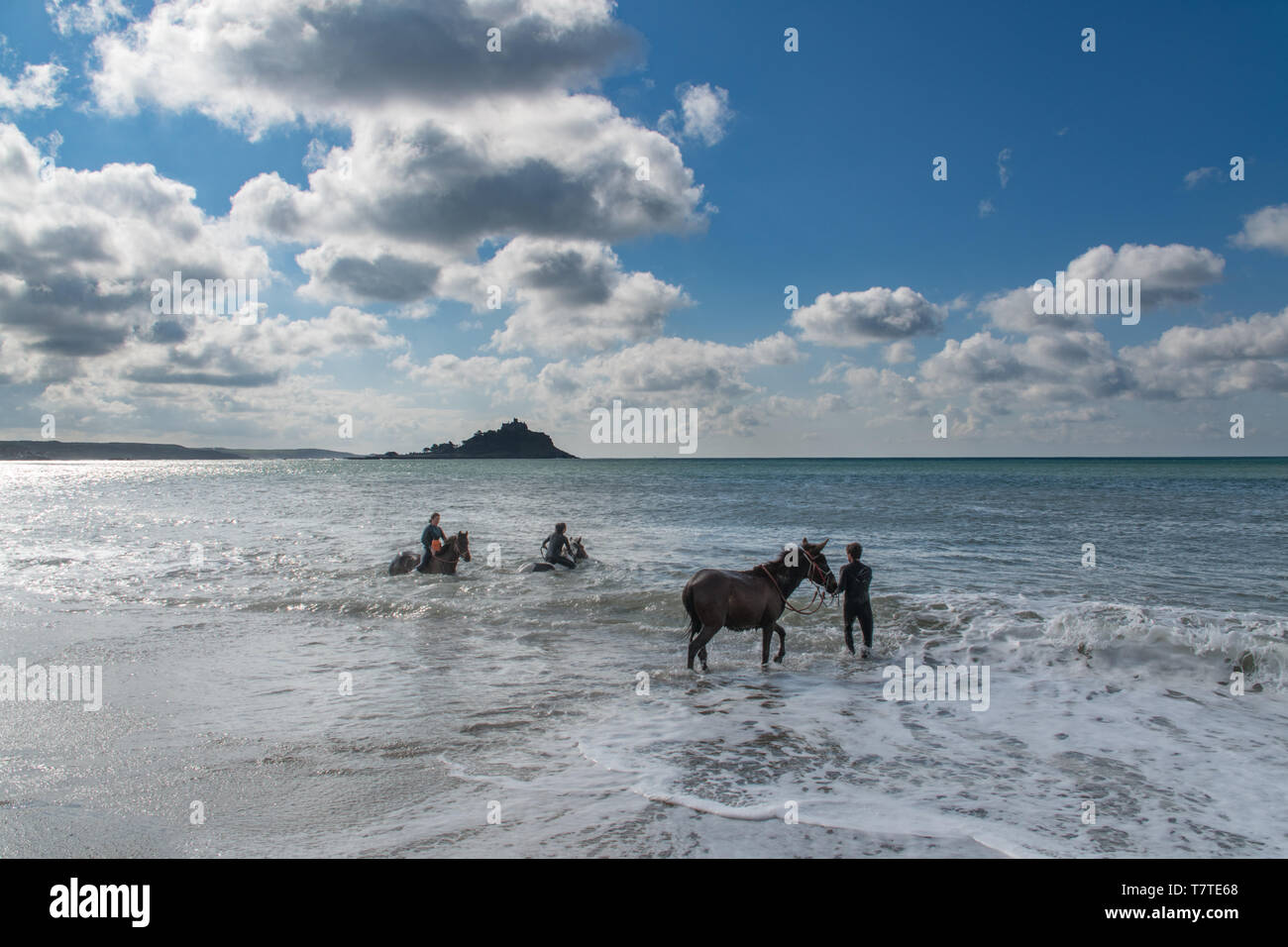 Donkey team hi-res stock photography and images - Alamy