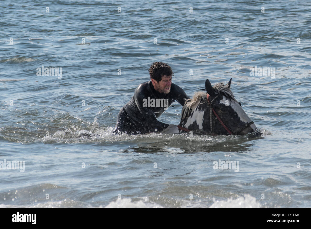 Donkey team hi-res stock photography and images - Alamy
