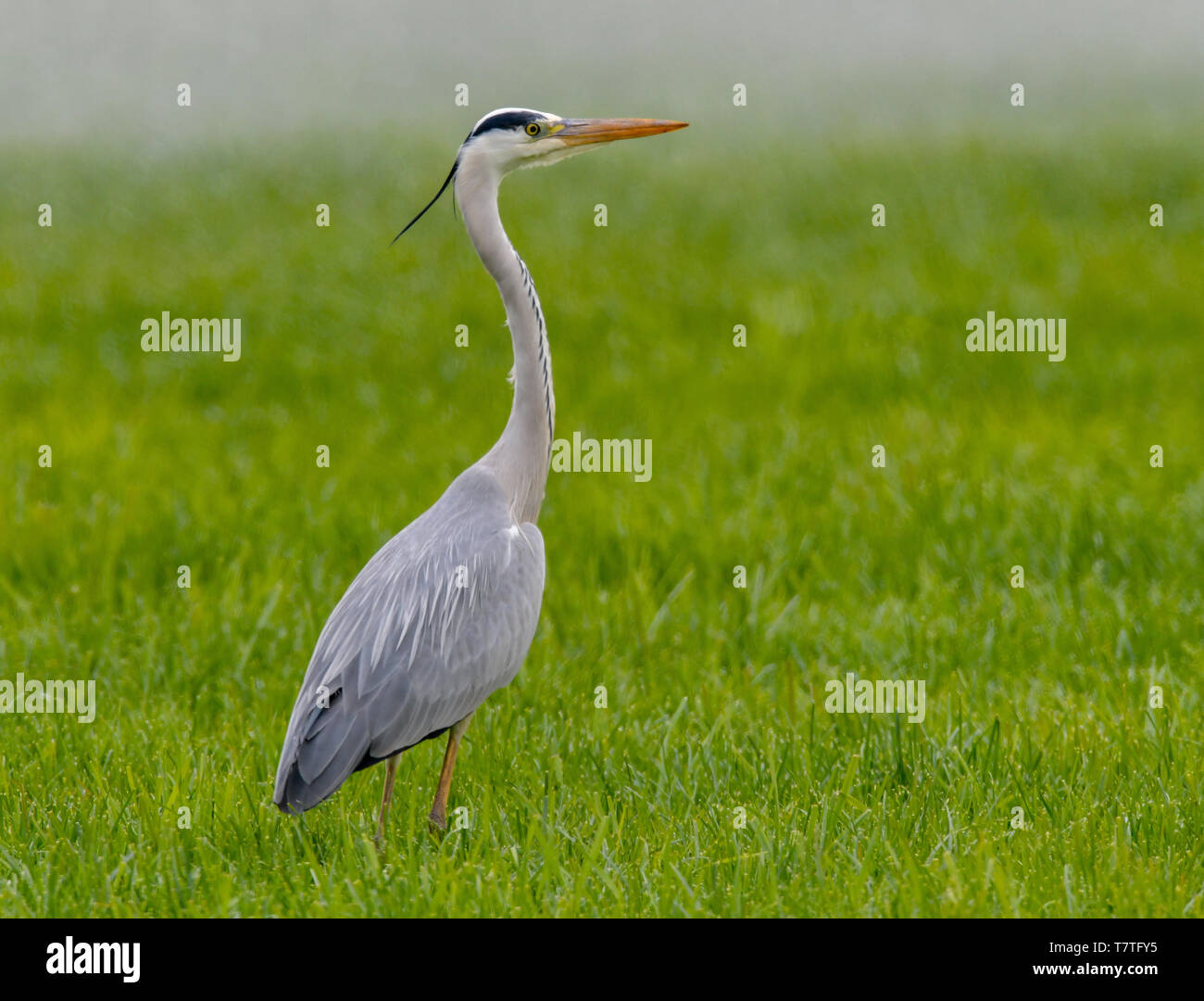 Ziltendorf, Germany. 06th May, 2019. A grey heron (Ardea cinerea), also ...