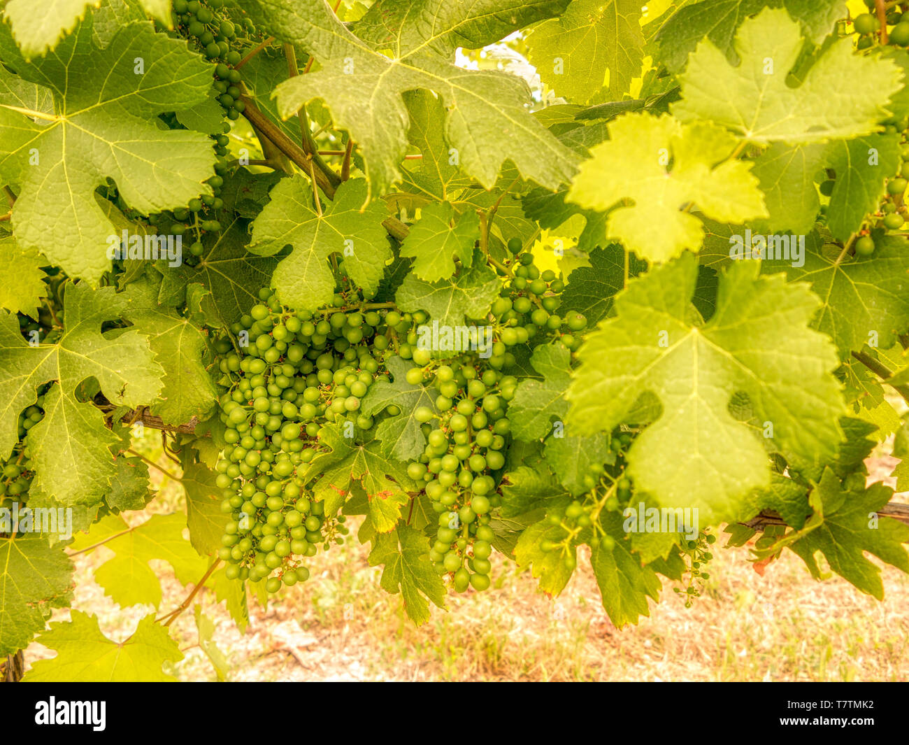 Nebbiolo grapes growing in the hills of Piemonte in June Stock Photo ...