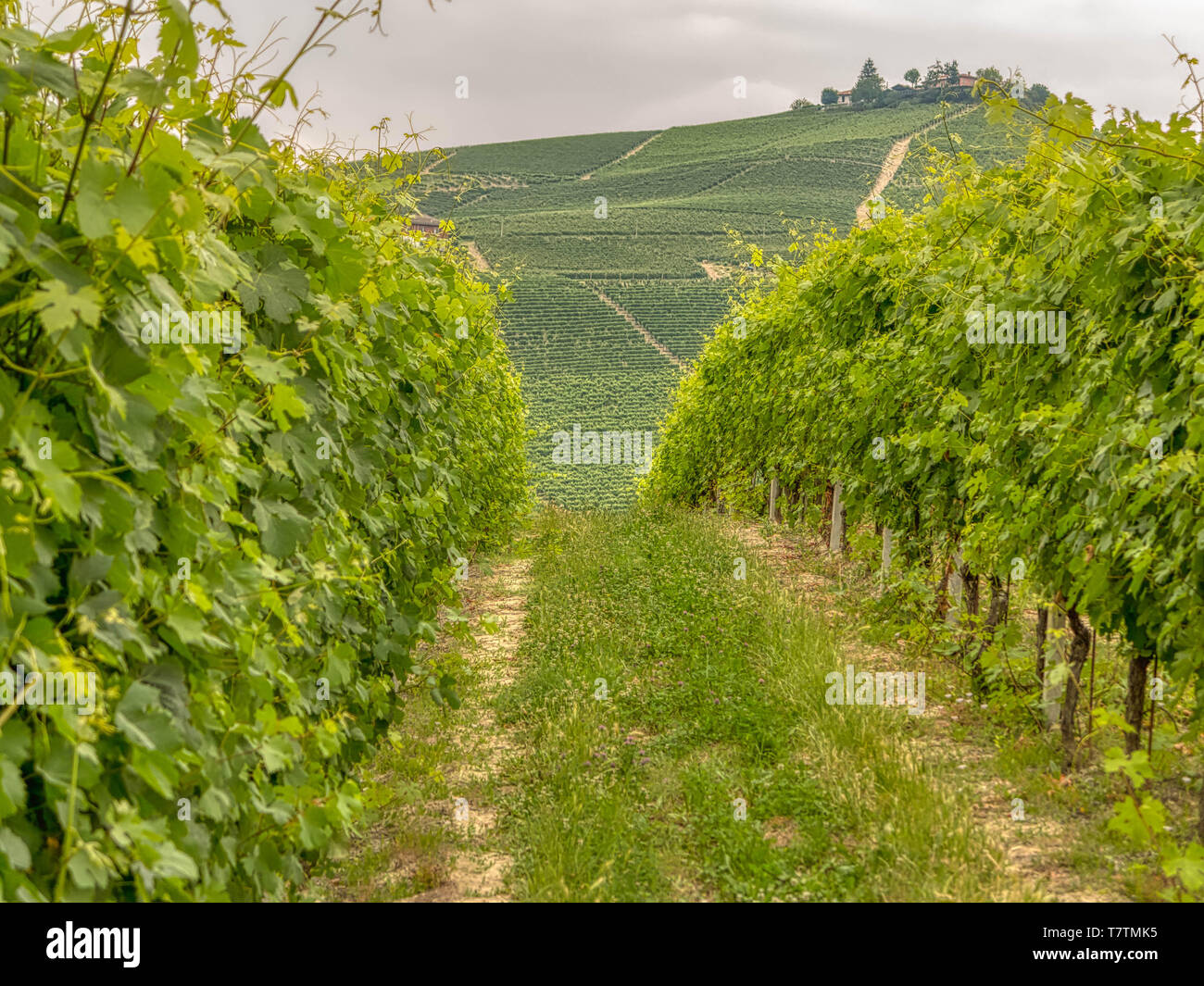 Nebbiolo region hi-res stock photography and images - Alamy