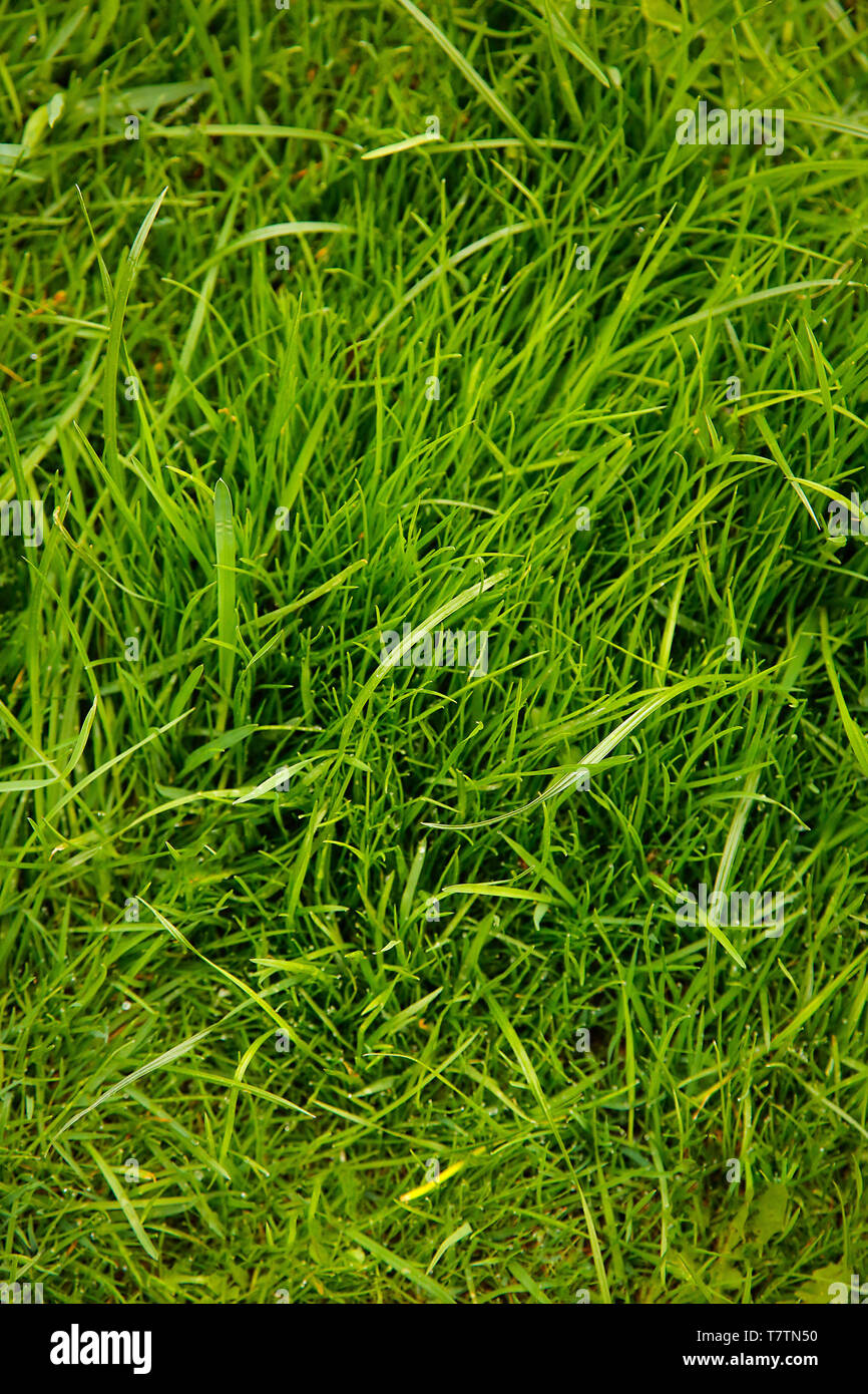 Close Up View Dense Grass Stock Photos & Close Up View Dense Grass ...
