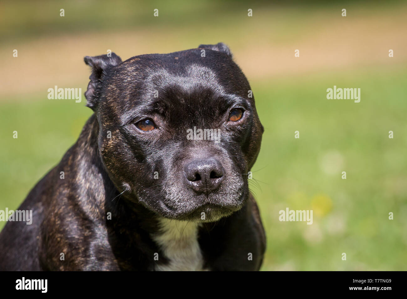 Brindle staffordshire bull terrier hi-res stock photography and images ...