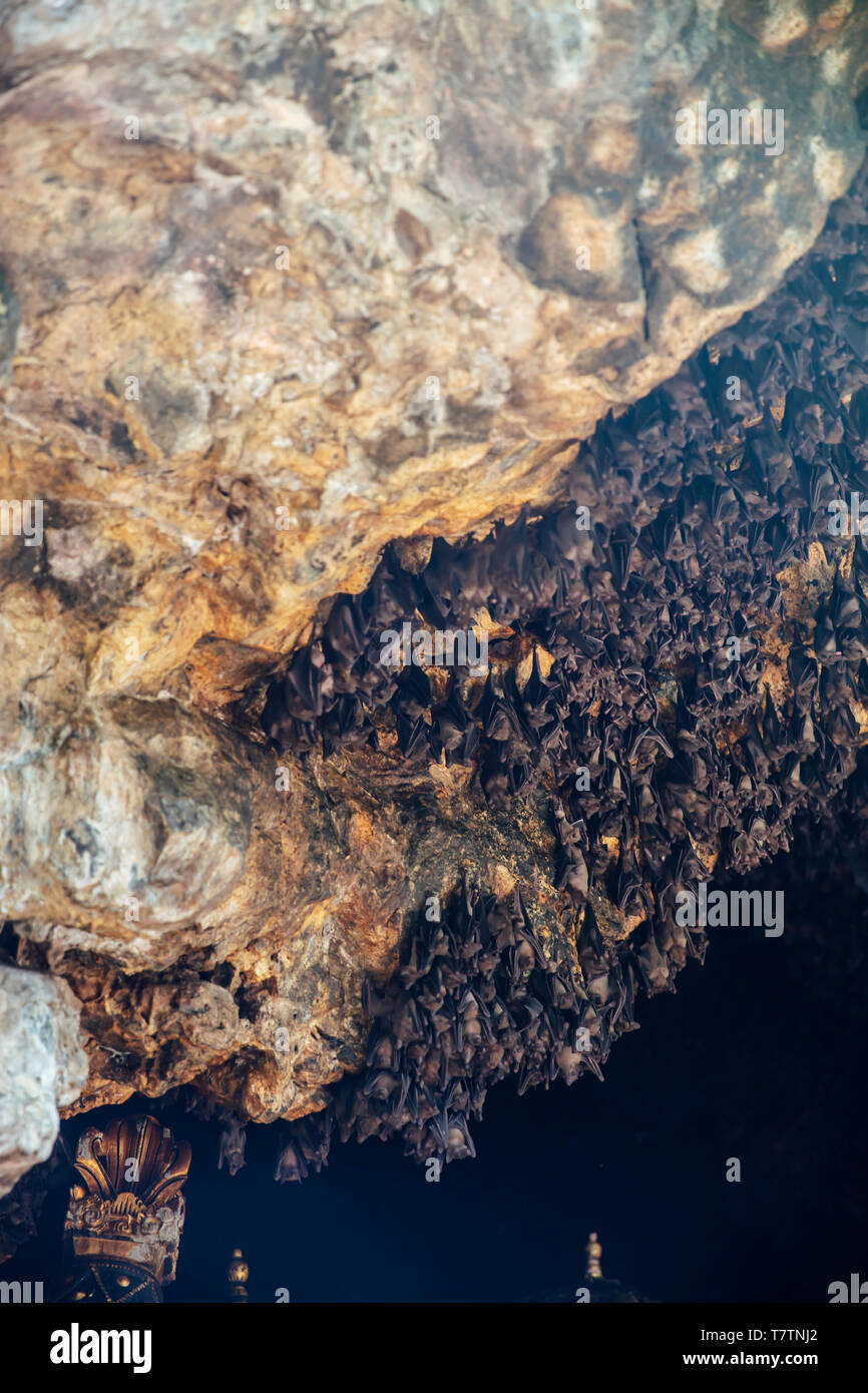 Colony of bats in the cave of Pura Goa Lawah at Bali, Indonesia Stock ...