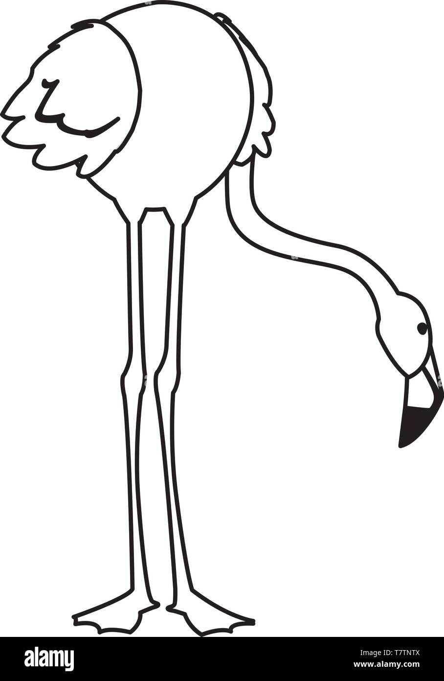 exotic flemish bird with head down vector illustration design Stock ...