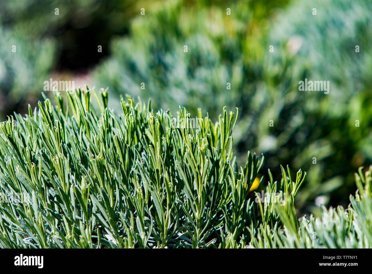 Lavender plants in early spring hi-res stock photography and images - Alamy