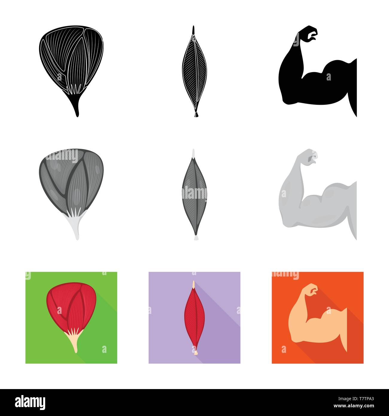 Vector design of fiber and muscular icon. Collection of fiber and body ...