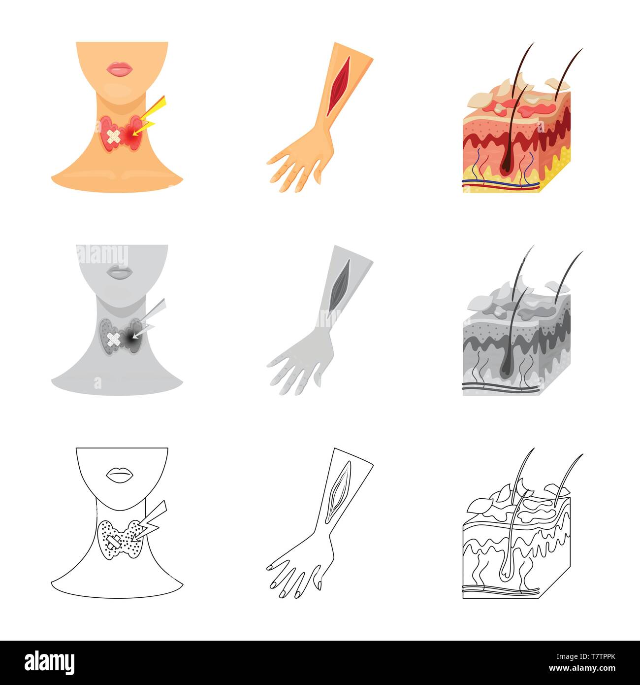 Skin adipose tissue Cut Out Stock Images & Pictures - Alamy