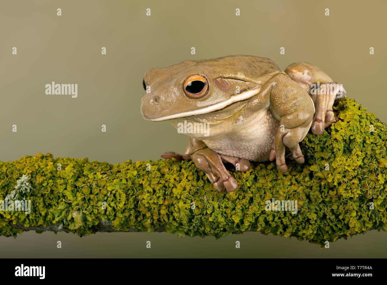 White Lipped Tree Frog (Litoria infrafrenata Stock Photo - Alamy