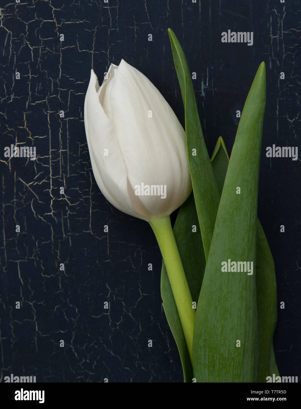 Tulips shapes hi-res stock photography and images - Alamy