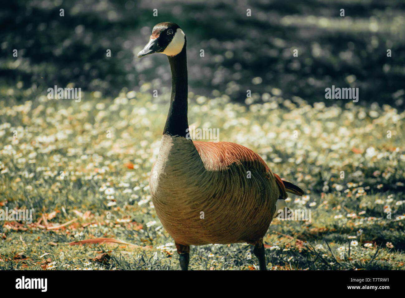 Goose Frolicking in Meadow Clearing Stock Photo - Alamy