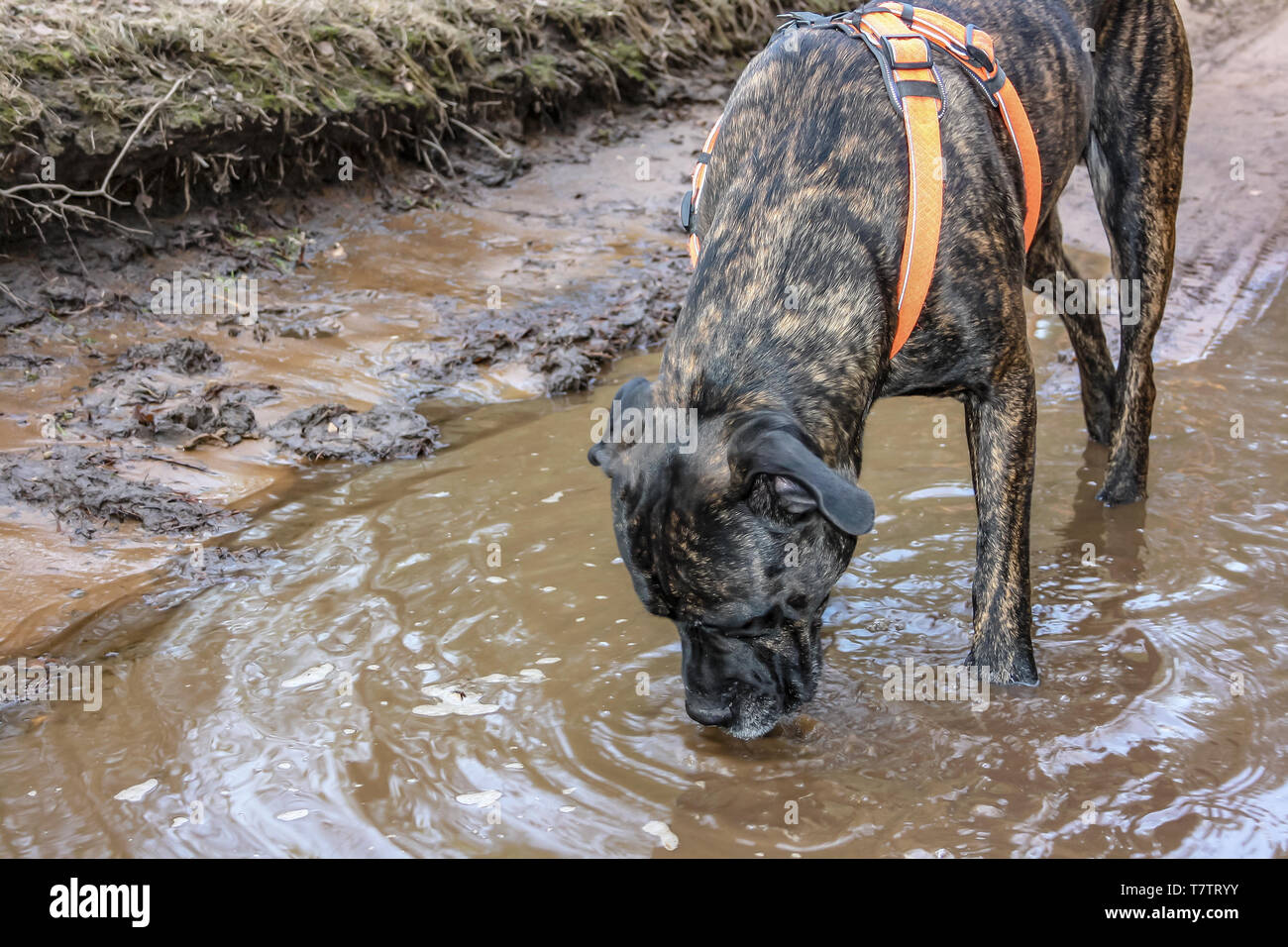 Cane Corso breed dog drinking water from the puddle in the forest Stock ...