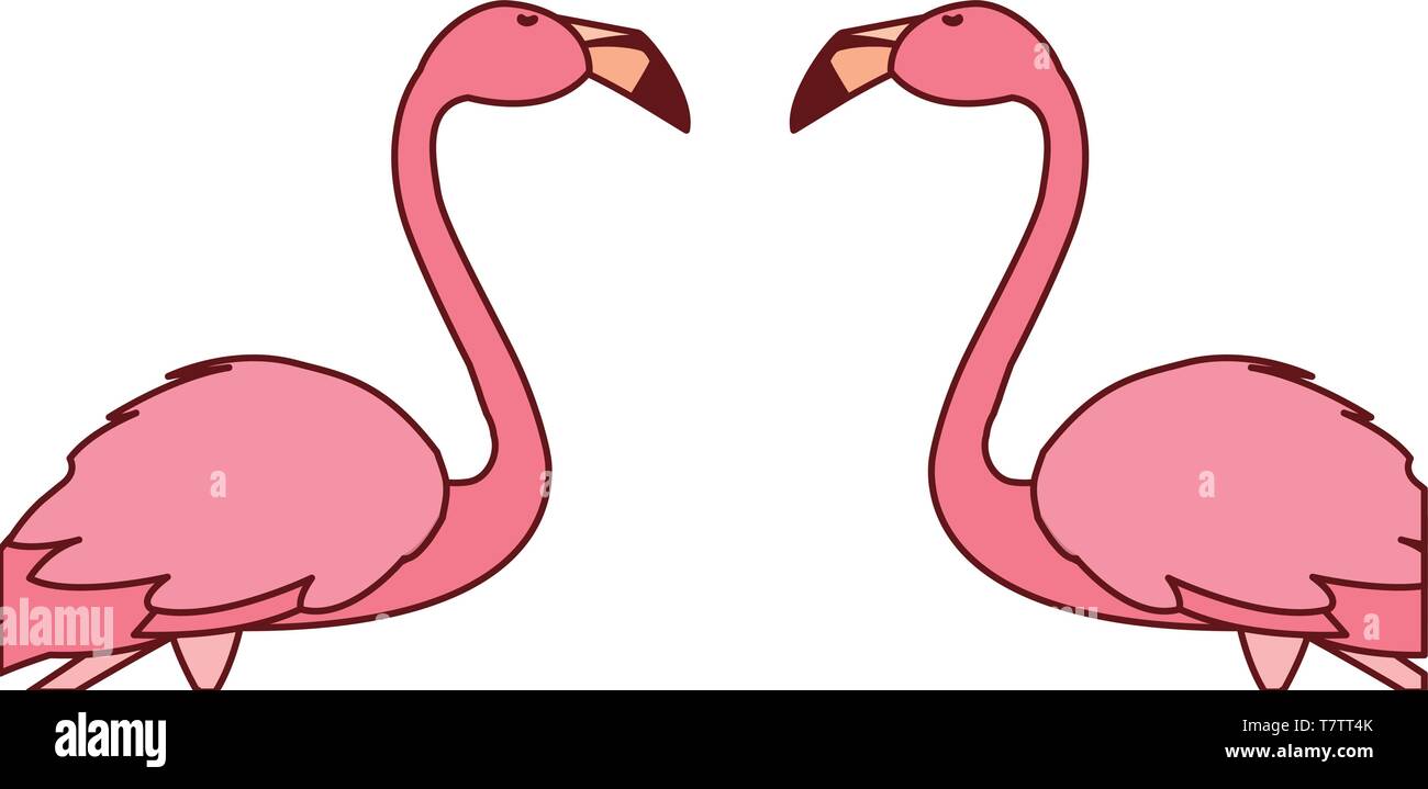 exotic pink flemish couple birds with heads up vector illustration ...