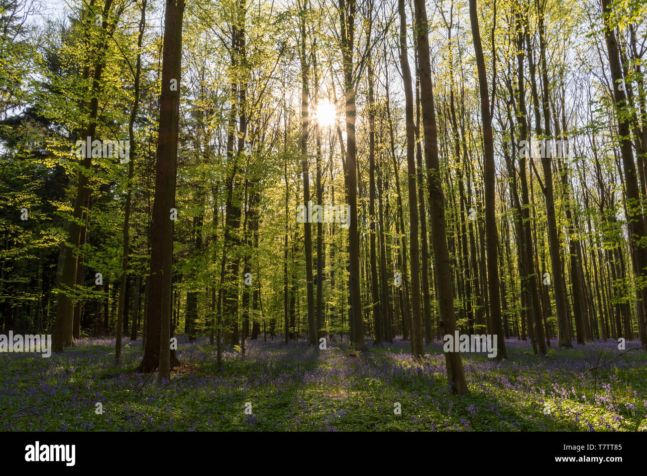 Hallerbos, belgium hi-res stock photography and images - Alamy