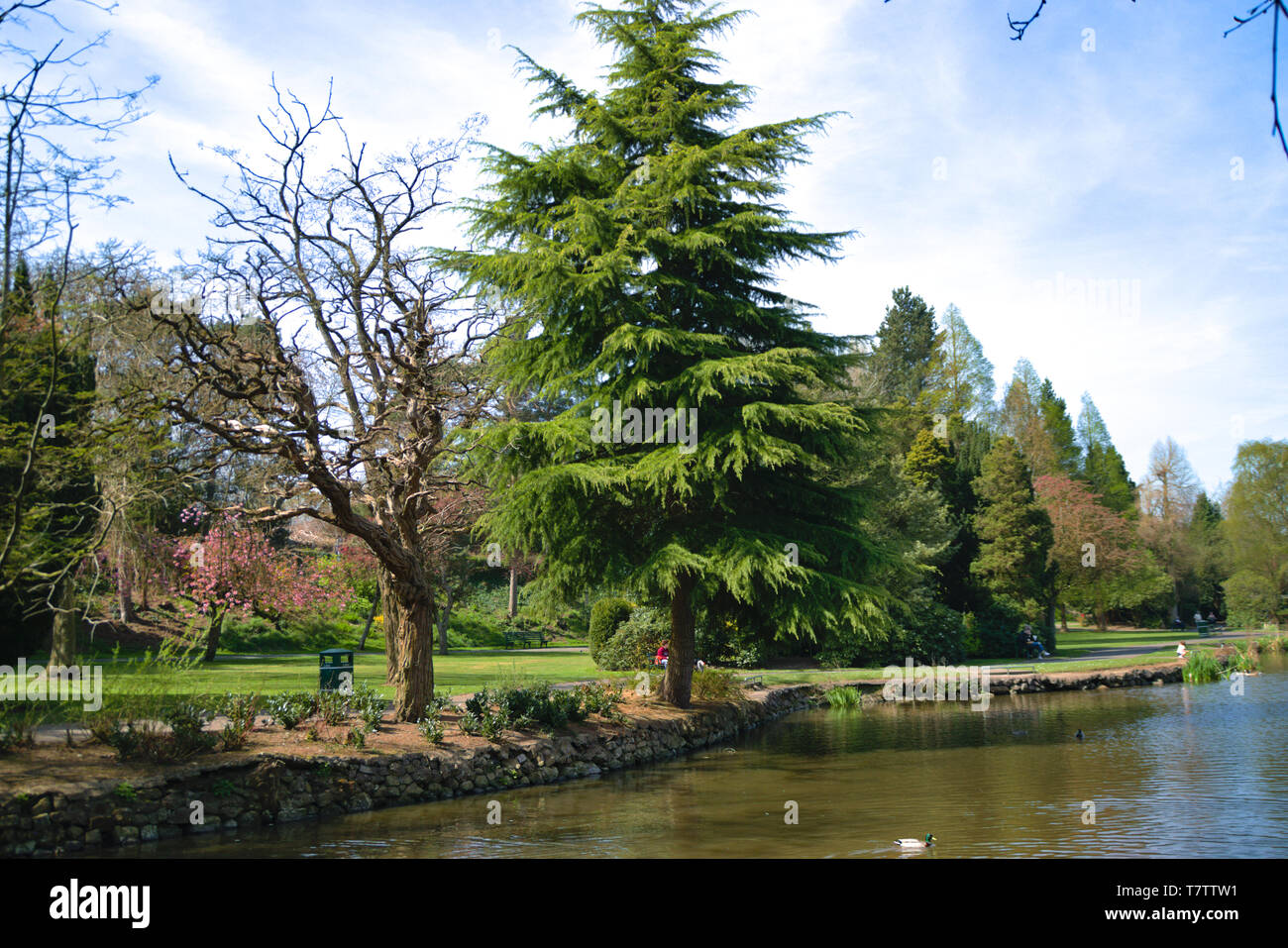 Tree near the lake Stock Photo - Alamy