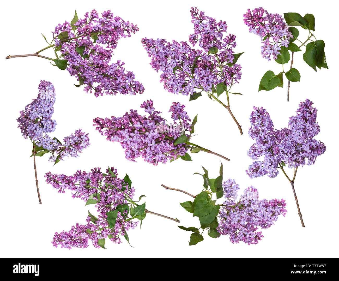 Set of branches of lilac isolated on white background. Purple spring ...