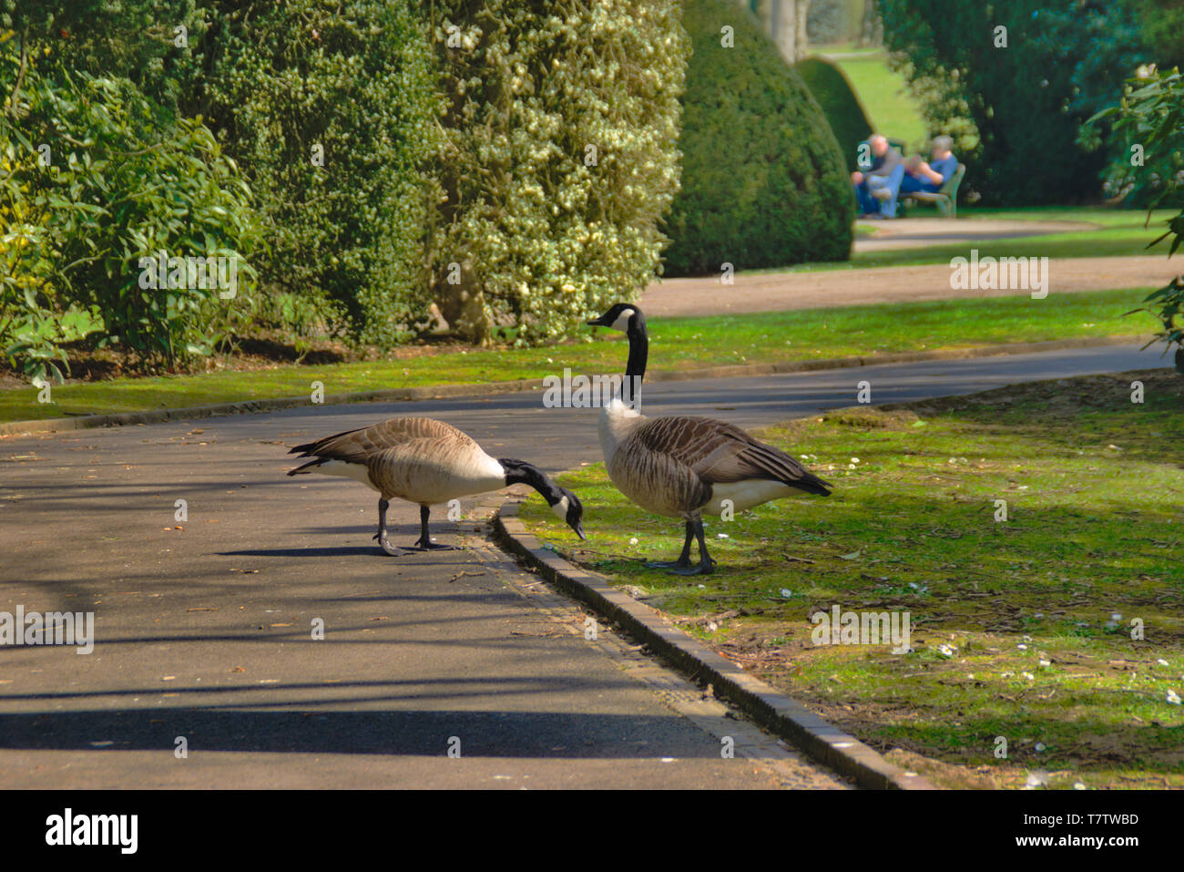 Day old geese hi-res stock photography and images - Alamy
