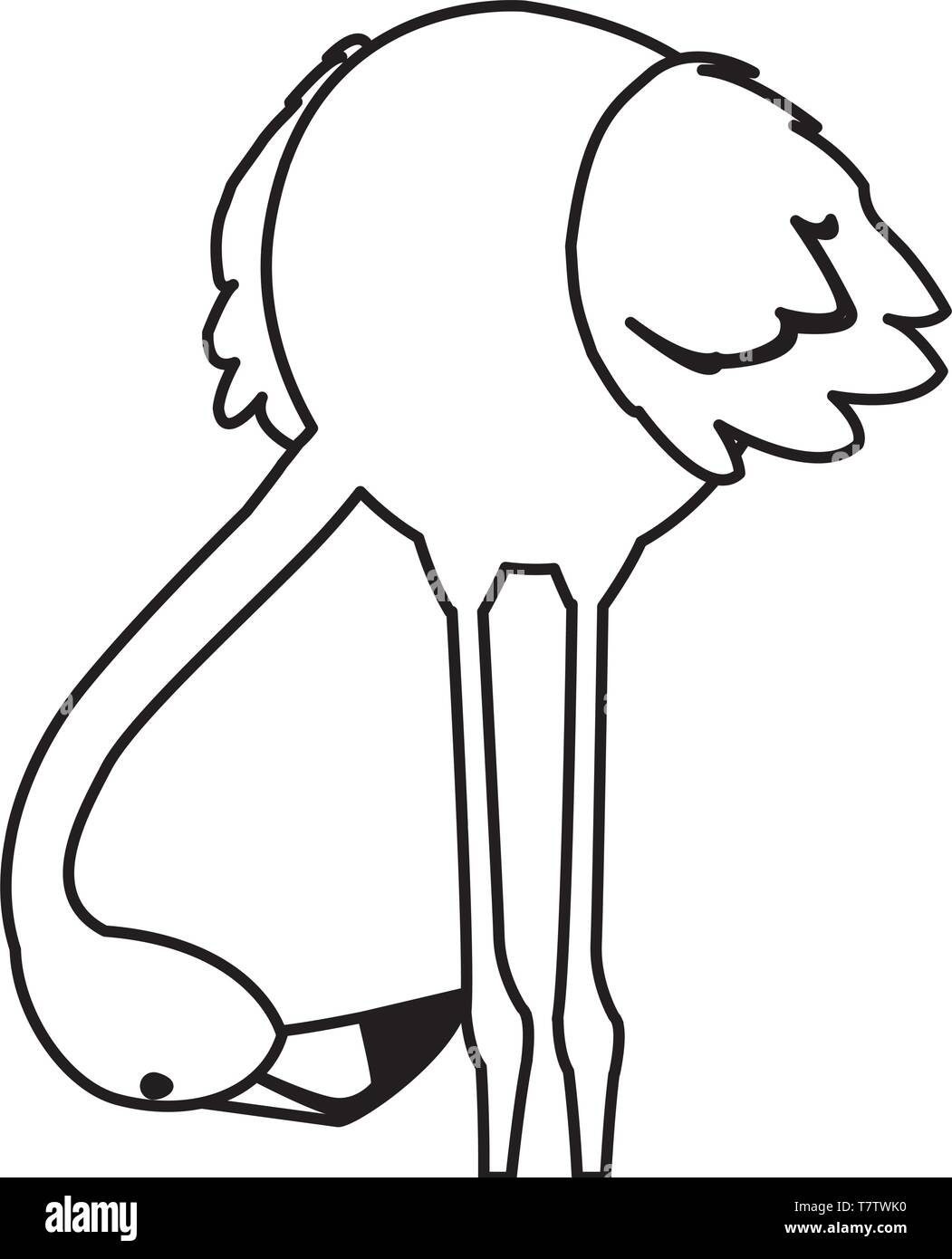 exotic flemish bird with head down vector illustration design Stock ...