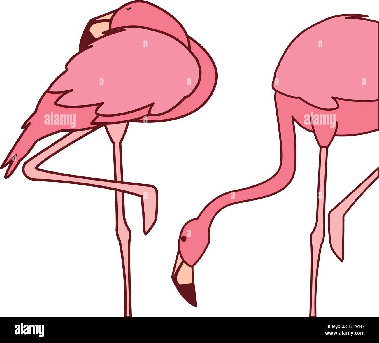 exotic pink flemish couple birds with different poses vector ...