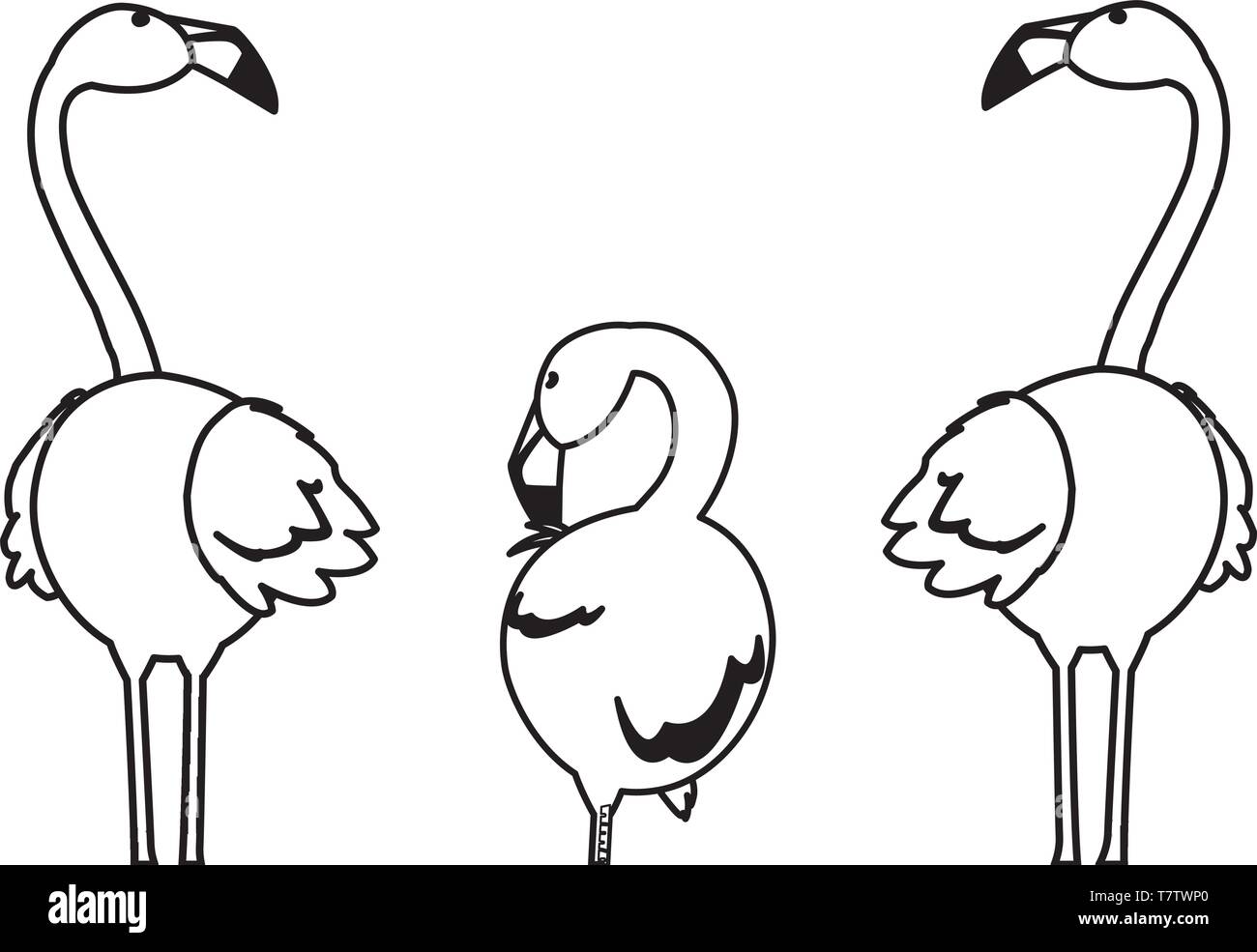 exotic flemish family birds vector illustration design Stock Vector ...