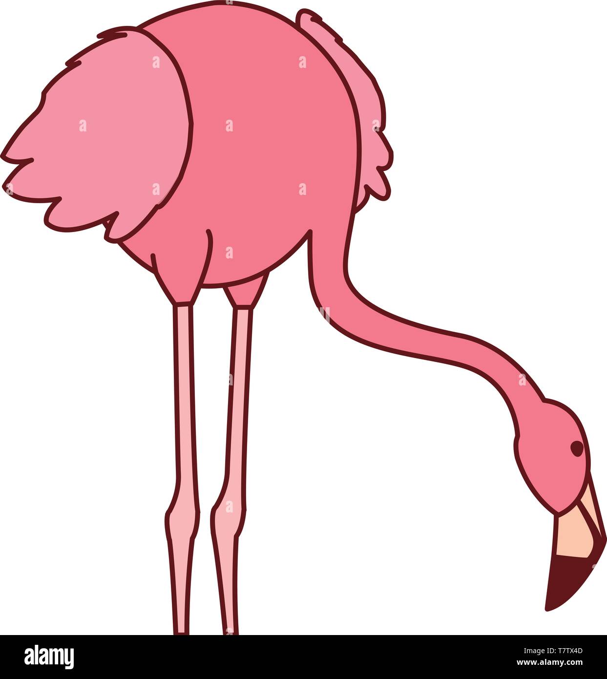 exotic pink flemish bird with head down vector illustration design ...