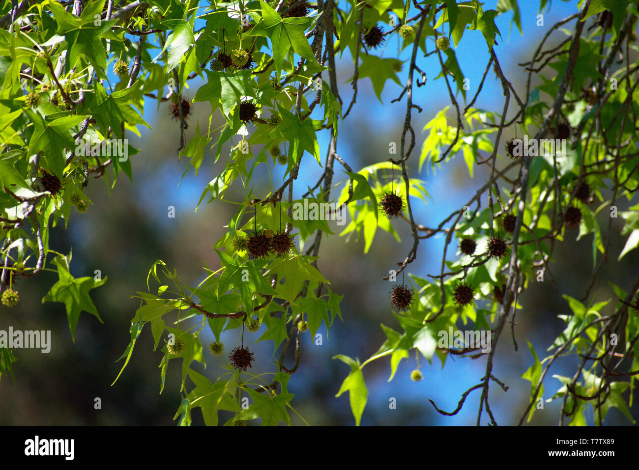 Trees in park leaves blowing hi-res stock photography and images - Alamy